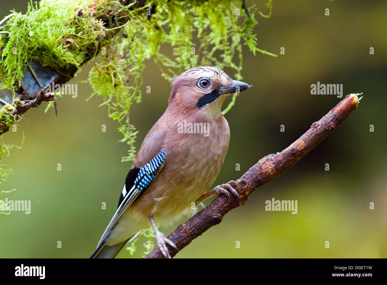 Jay in a Forest,Ireland Stock Photo - Alamy