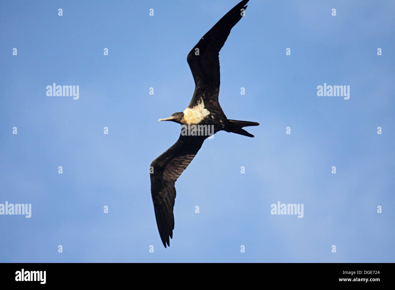 Lesser frigatebirds hi-res stock photography and images - Alamy