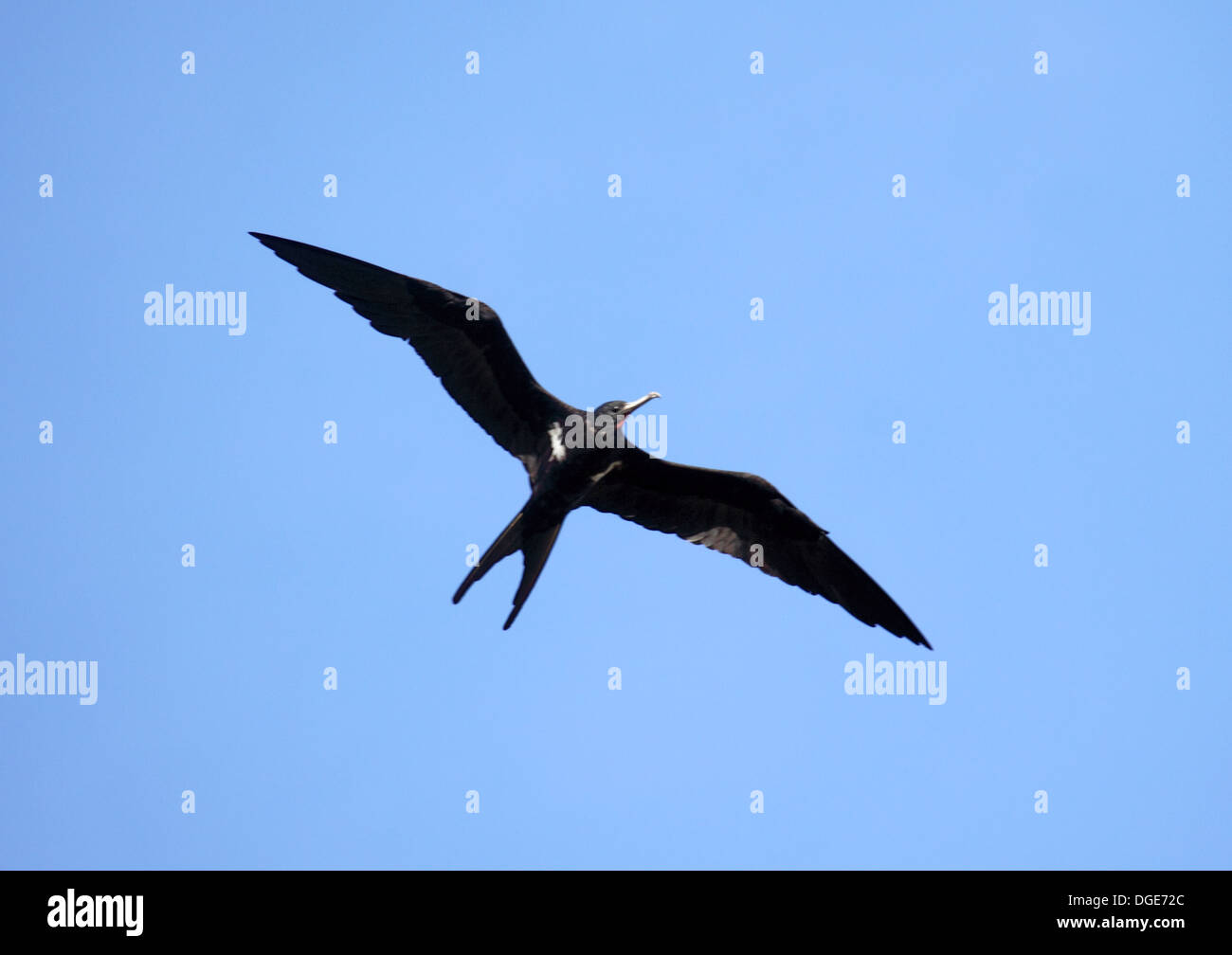 Lesser frigatebirds hi-res stock photography and images - Alamy