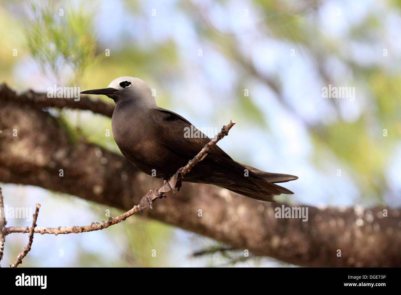 Lesser Noddy Stock Photos & Lesser Noddy Stock Images - Alamy