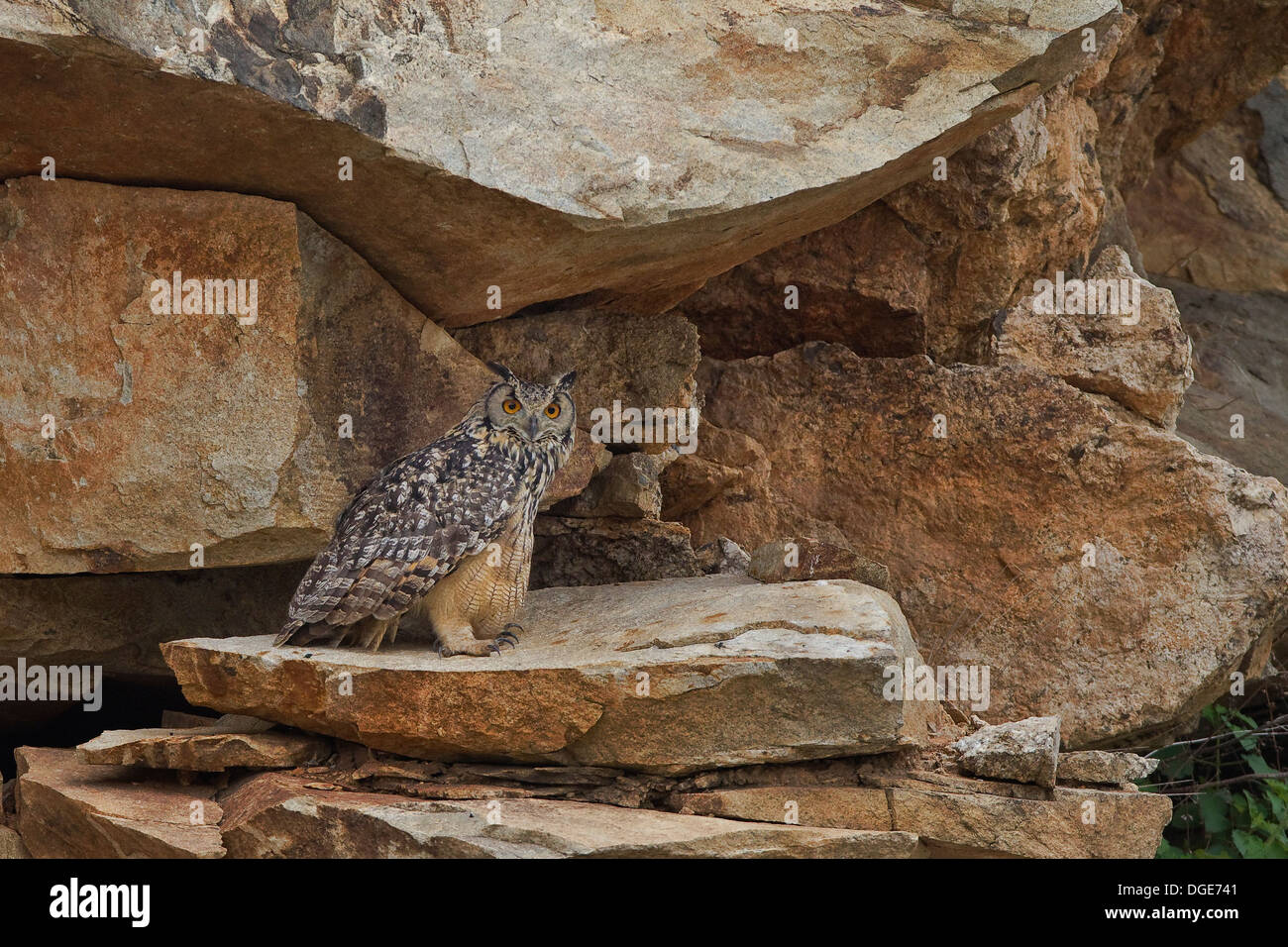 Indian Eagle Owl Stock Photo - Alamy