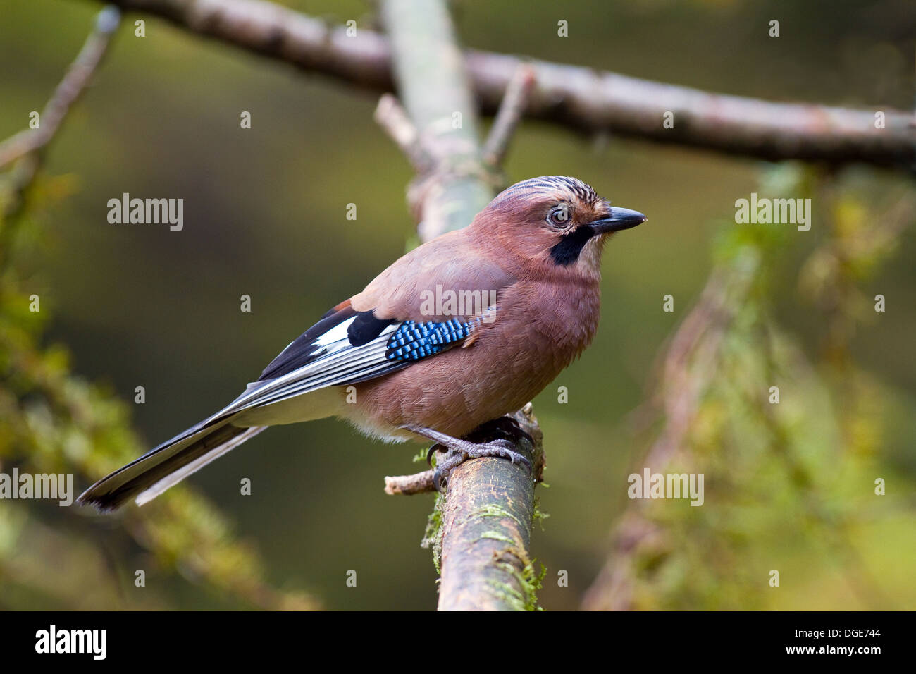 Jay in a Forest,Ireland Stock Photo - Alamy