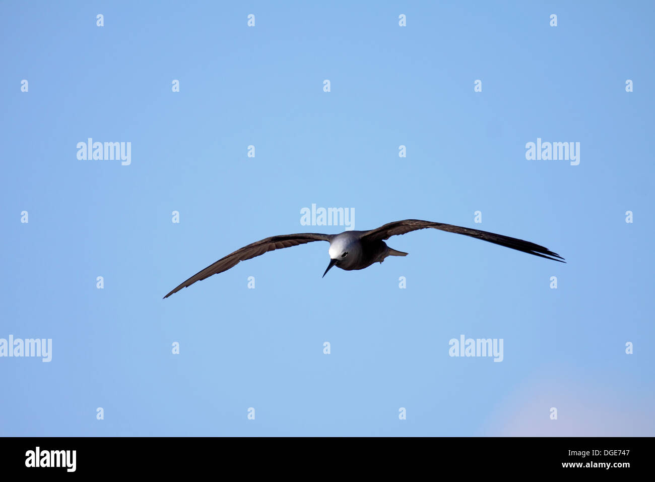 Lesser noddy flying in The Seychelles Stock Photo - Alamy