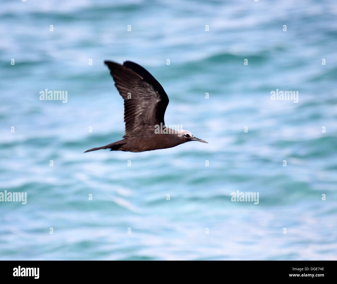 Lesser Noddy Stock Photos & Lesser Noddy Stock Images - Alamy