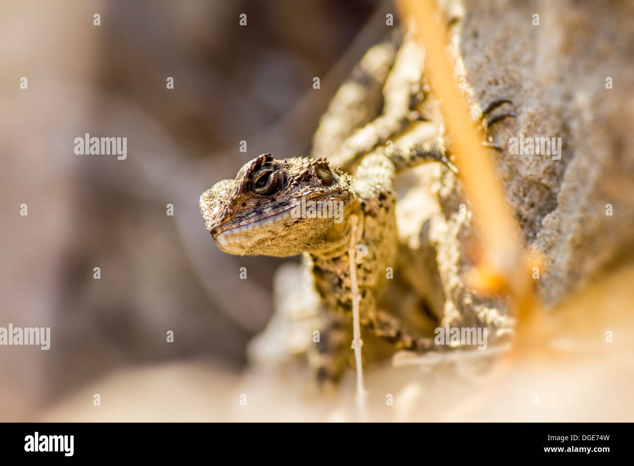 Common agama hi-res stock photography and images - Alamy