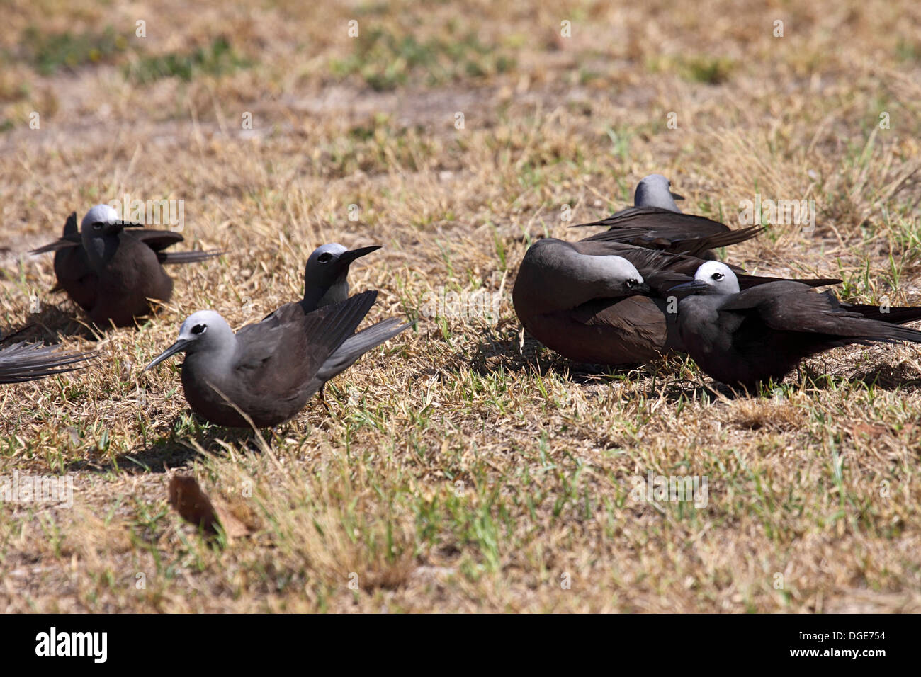 Lesser noddy flock in The Seychelles Stock Photo - Alamy
