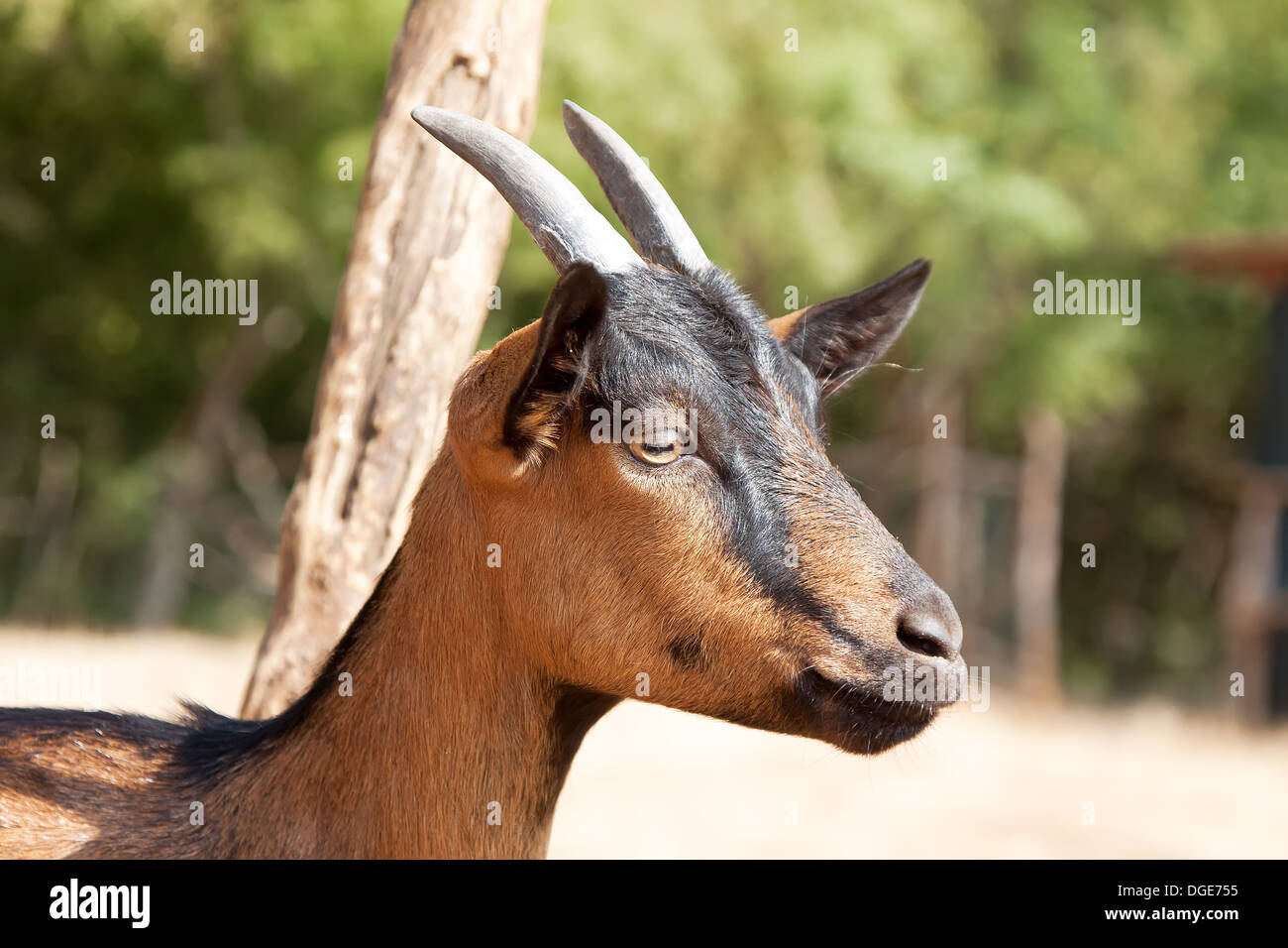 black and brown young goat Stock Photo - Alamy