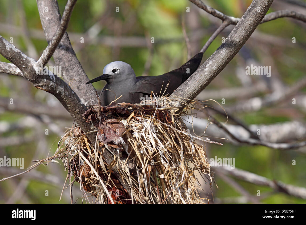 Lesser noddy on nest in The Seychelles Stock Photo - Alamy