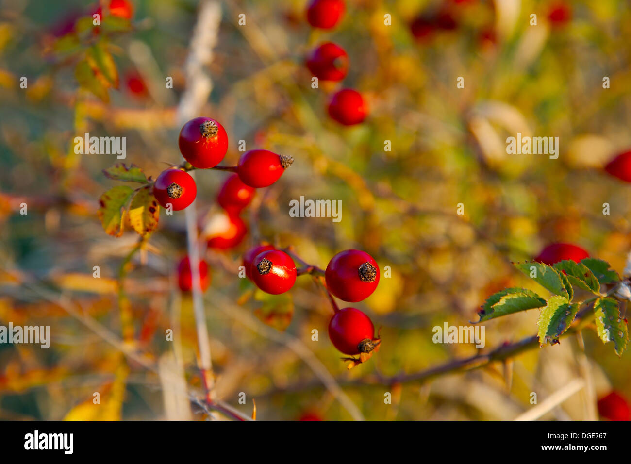 Rose hip rose hi-res stock photography and images - Alamy