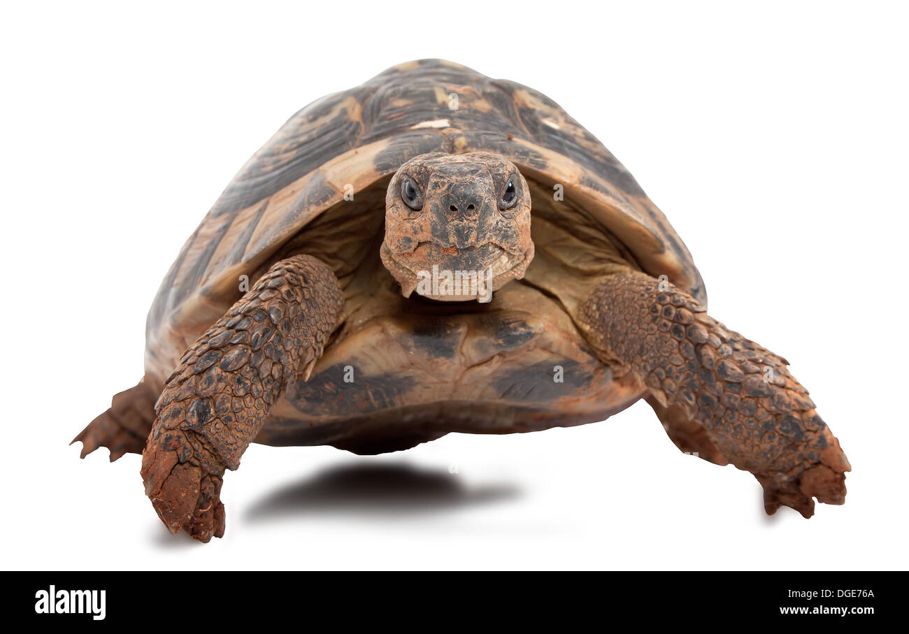 turtle isolated on white background, focus on turtle head Stock Photo ...
