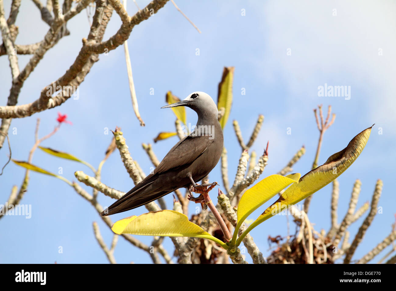 Lesser noddy perched in tree in The Seychelles Stock Photo - Alamy