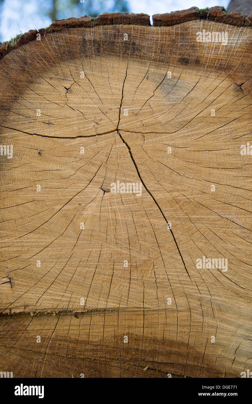 Cut Wood - England Stock Photo - Alamy