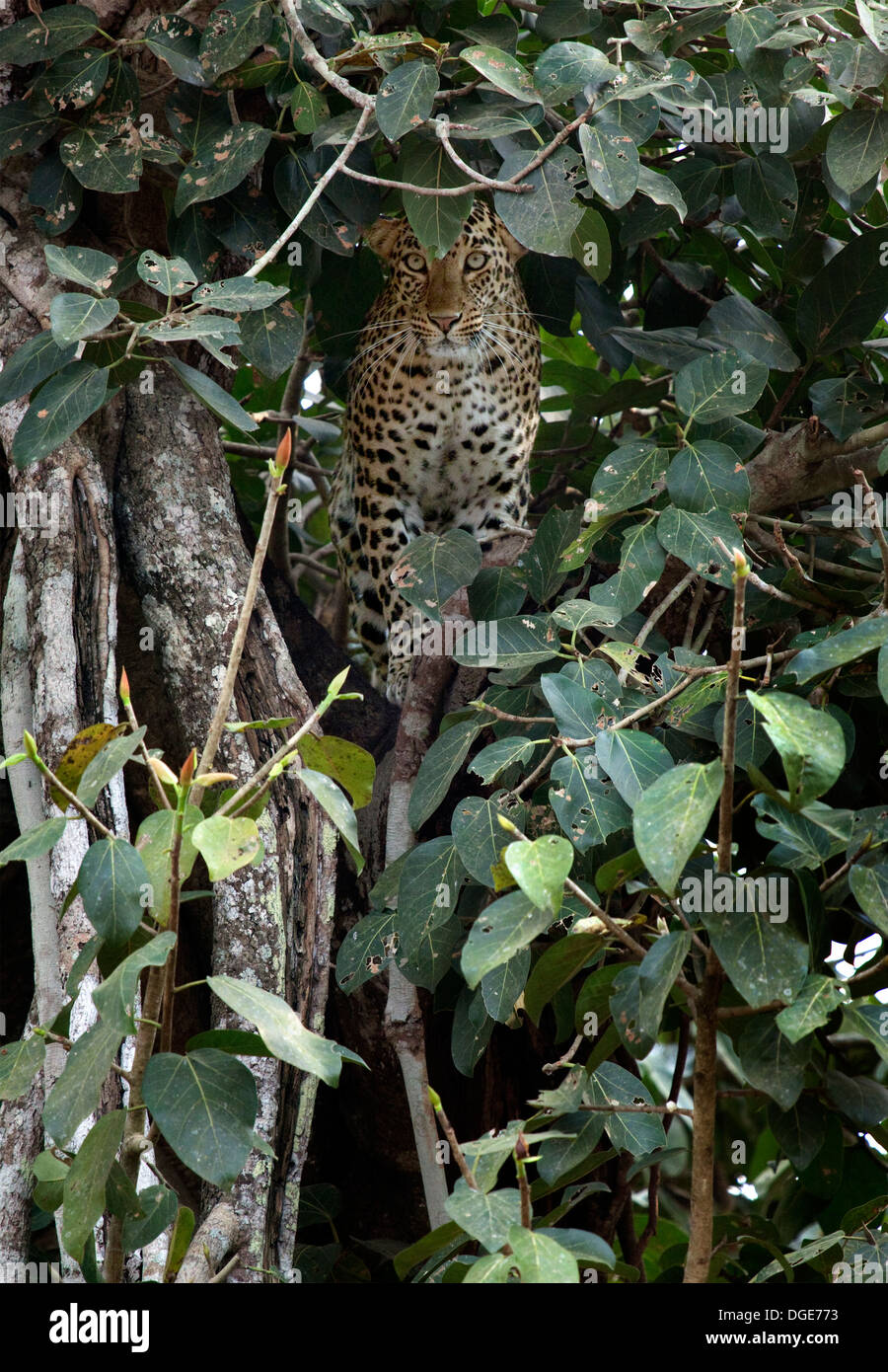 Leopards in india hi-res stock photography and images - Alamy