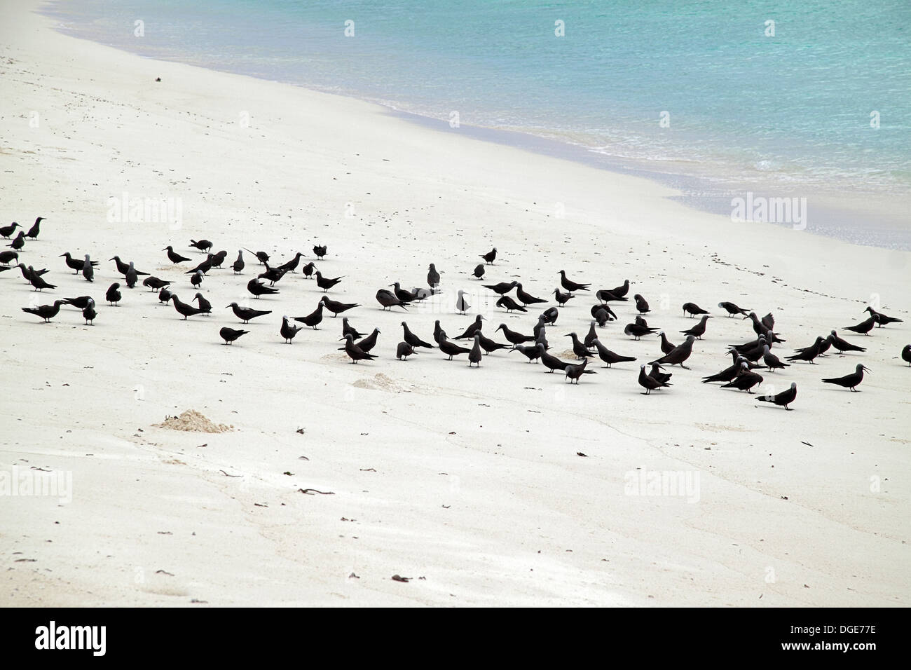 Noddies congregating on beach in The Seychelles Stock Photo - Alamy