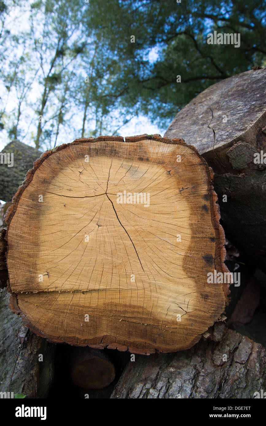 Cut Wood - England Stock Photo - Alamy