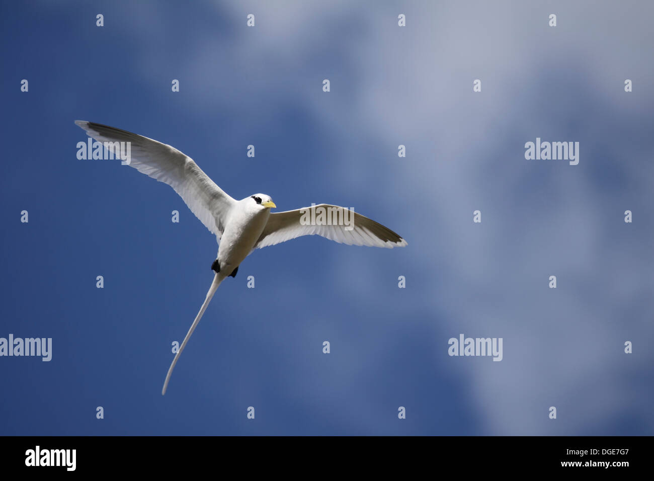 White tailed tropic bird in The Seychelles Stock Photo - Alamy