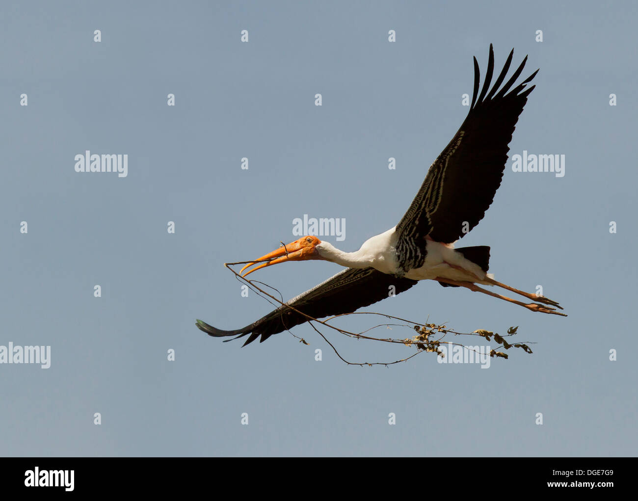 Stork in side view hi-res stock photography and images - Alamy