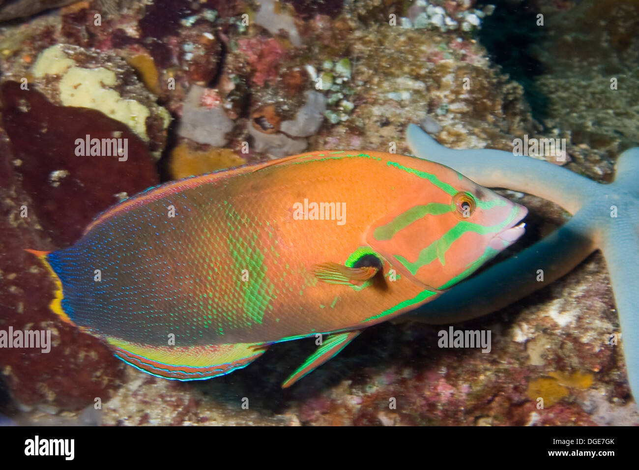 Intermediate species hi-res stock photography and images - Alamy