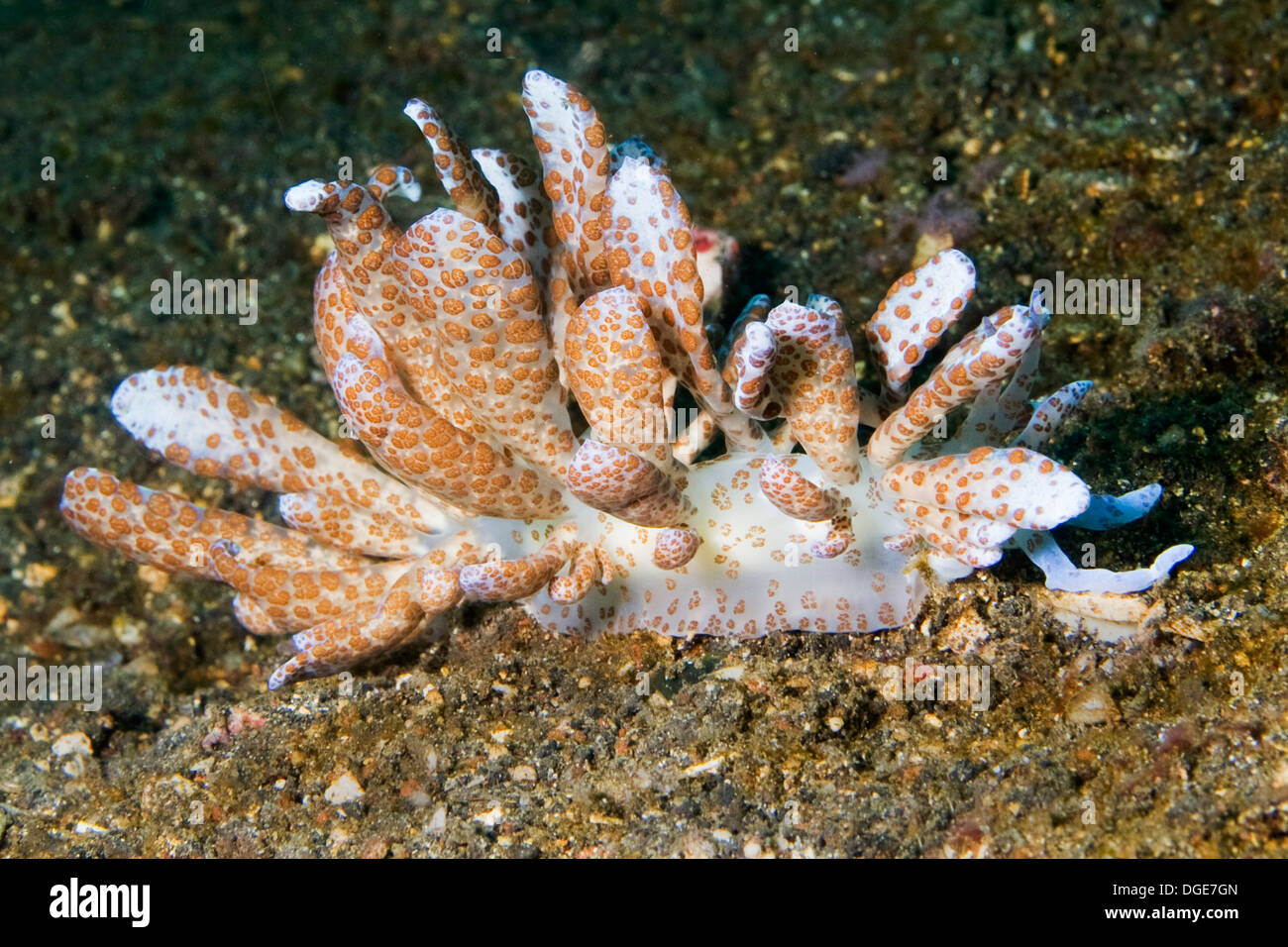 Solar-Powered Phyllodesmium.(Phyllodesmium longicirrum).Lembeh Straits ...