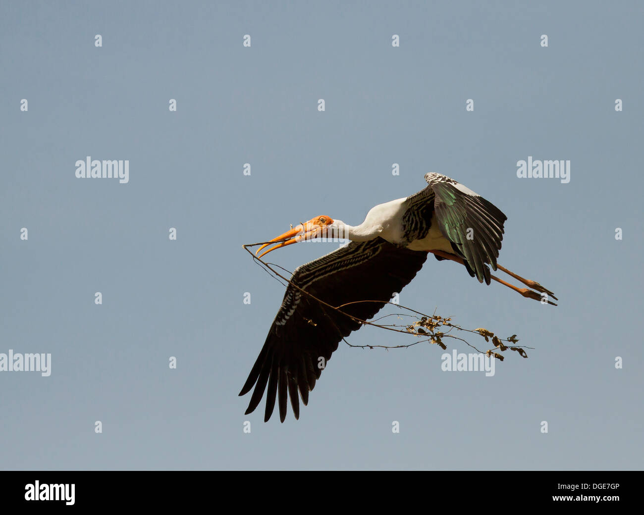 Stork in flight side view hi-res stock photography and images - Alamy