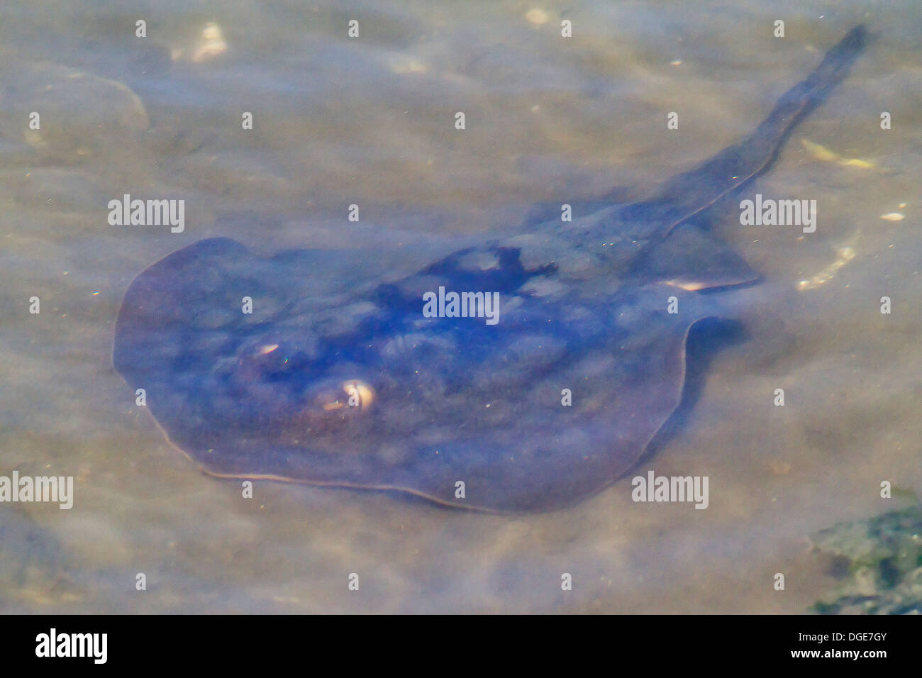 Stingray species hi-res stock photography and images - Alamy