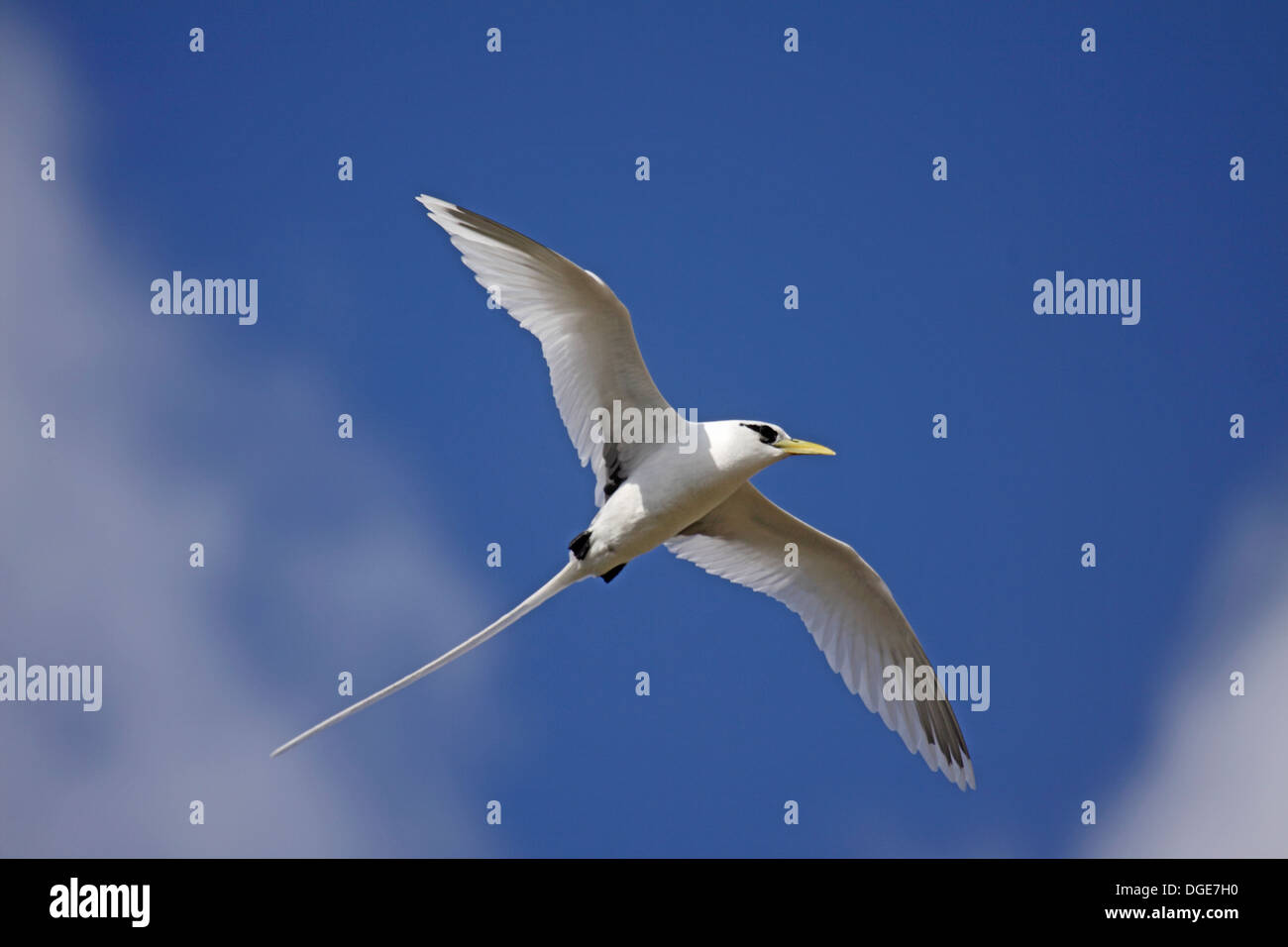 White tailed tropic bird hi-res stock photography and images - Alamy