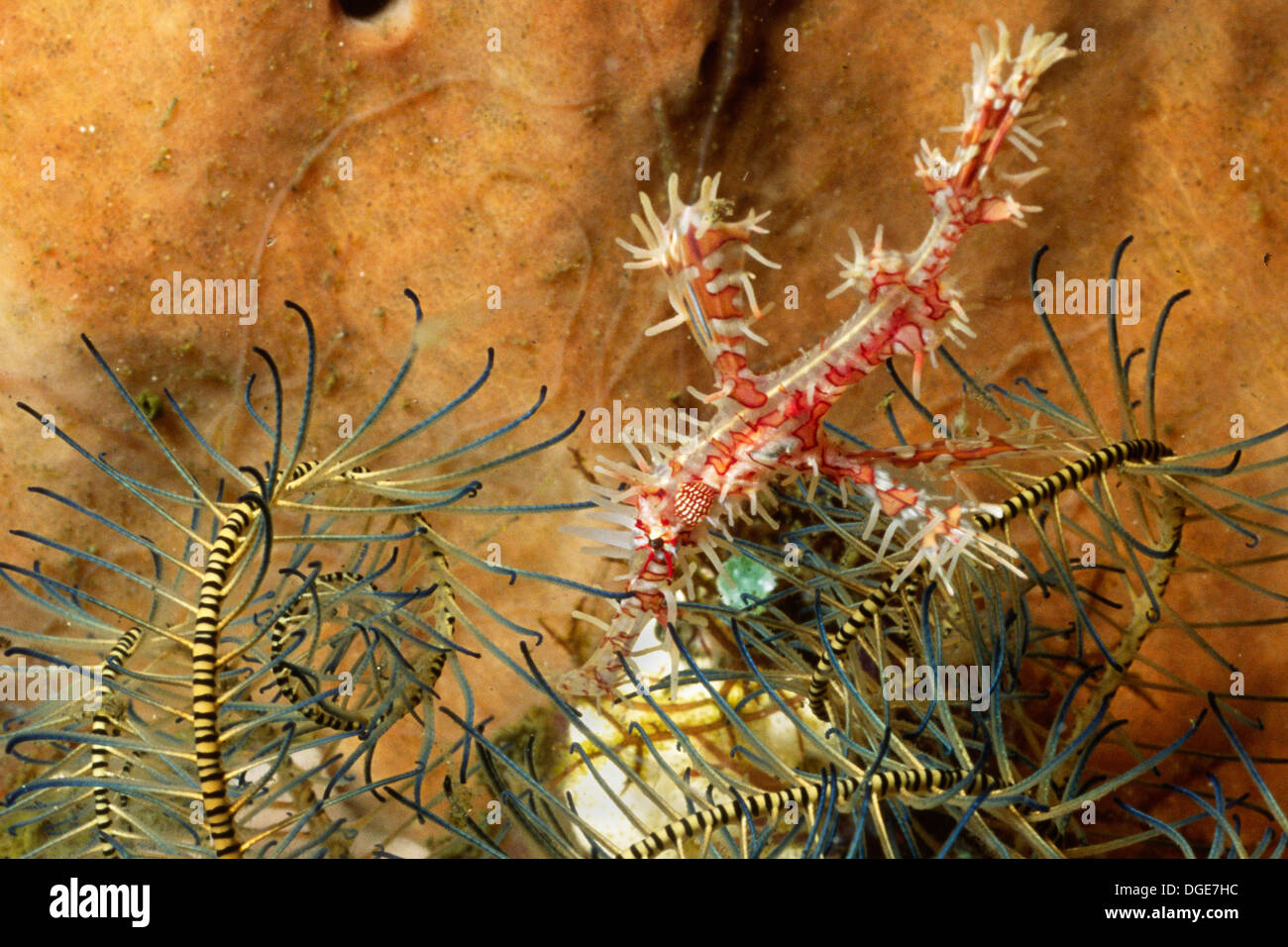 Juvenile ornate ghost pipefish hi-res stock photography and images - Alamy
