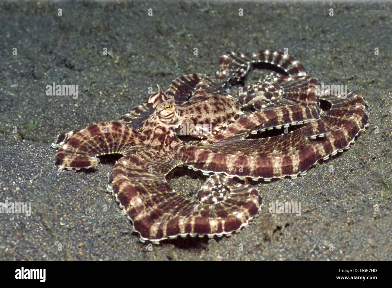 Mimic Octopus.(Thaumoctopus mimicus).Lembeh Straits,Indonesia Stock ...