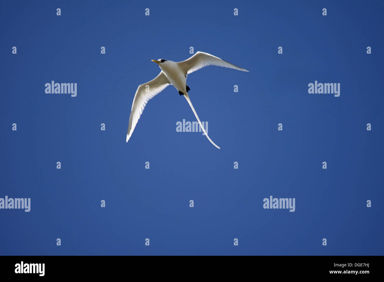 White tailed tropic bird hi-res stock photography and images - Alamy