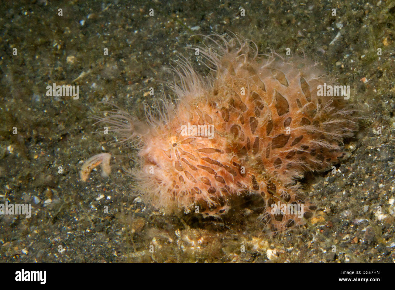 Species of frogfish hi-res stock photography and images - Alamy