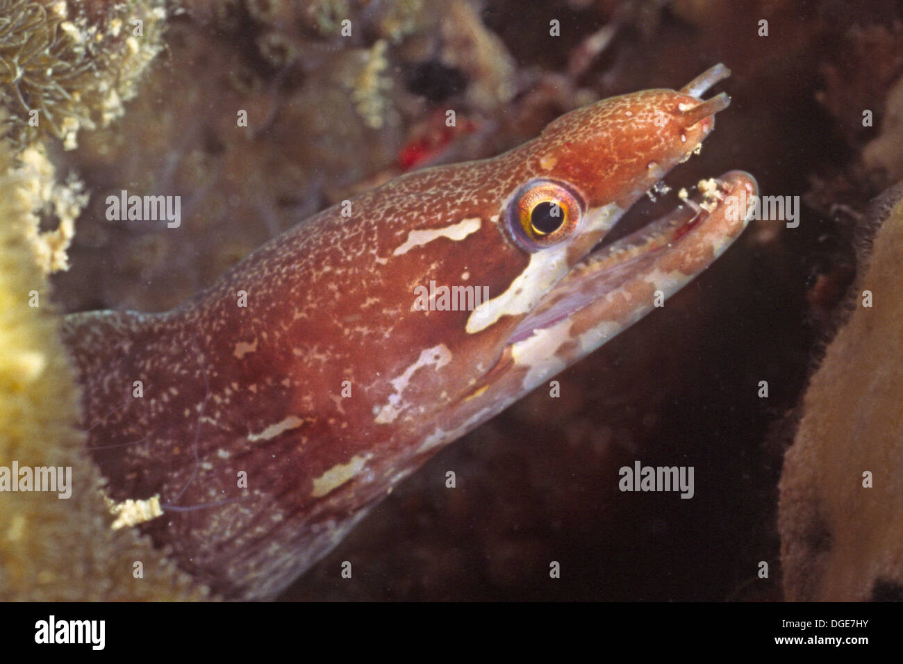 Barred fin moray eel hi-res stock photography and images - Alamy