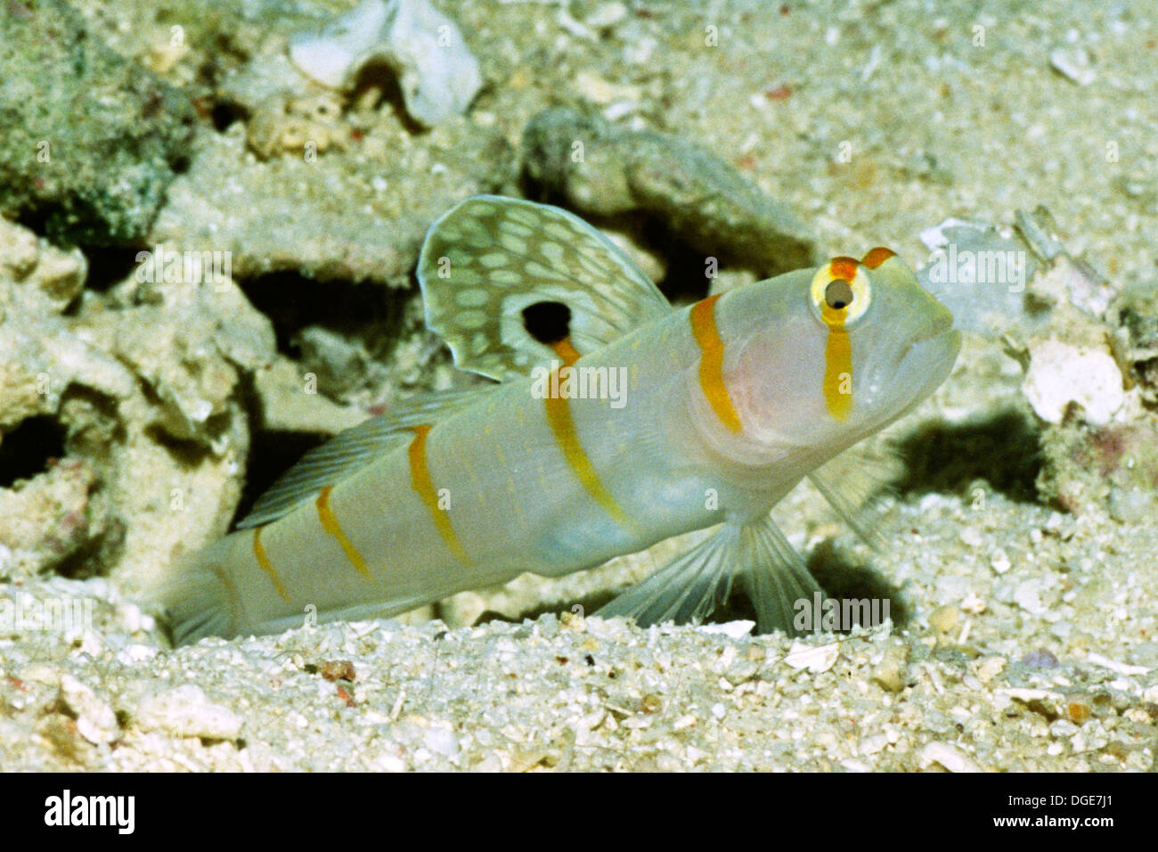 Radall's Shrimp Goby.(Amblyeleotris randalli).Solomon Islands Stock ...