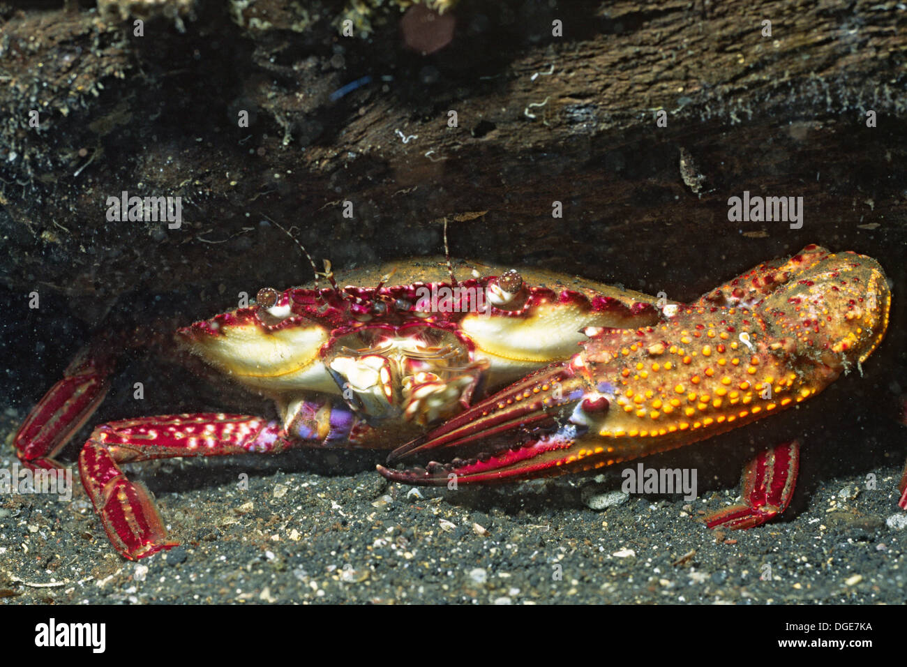 Charybdis crab hi-res stock photography and images - Alamy