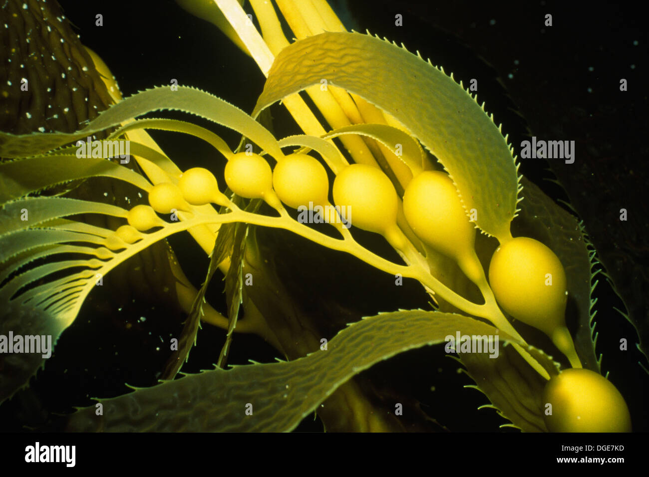 Marine plant underwater kelp hi-res stock photography and images - Alamy