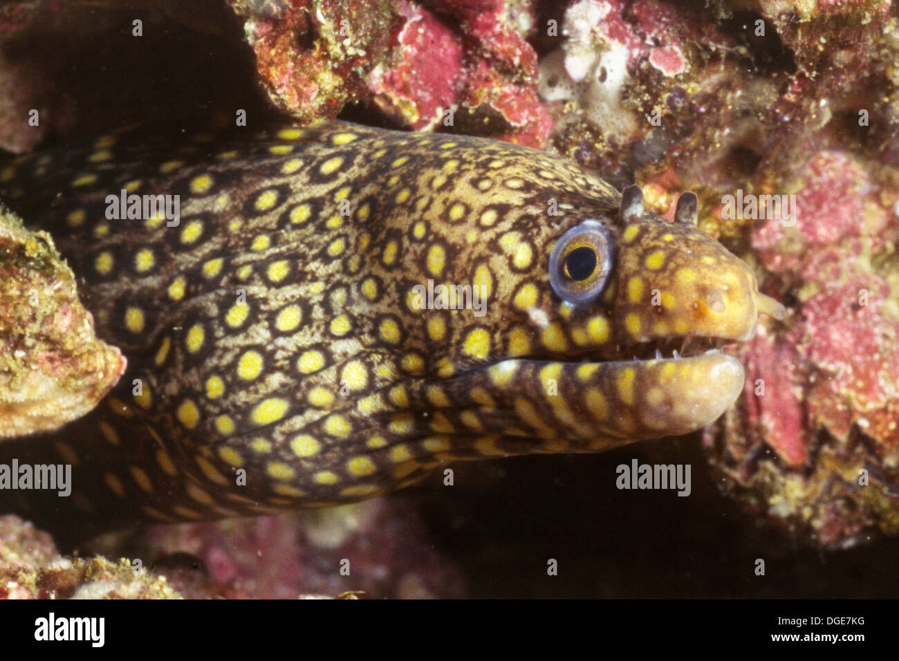 Jewel of moray hi-res stock photography and images - Alamy