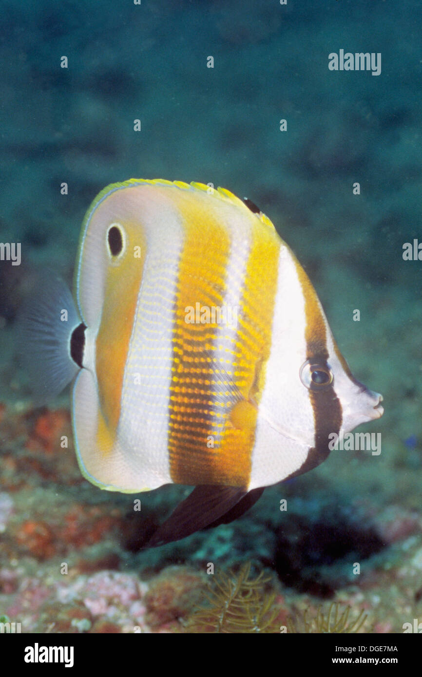 Orange-Banded Coralfish.(Coradion chrysozonus).Solomon Islands Stock ...
