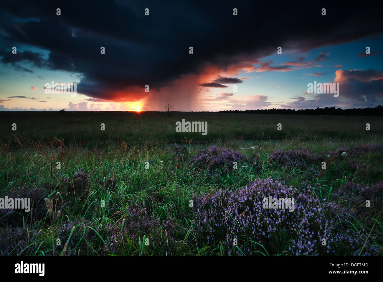 coming dramatic storm during summer sunset over marshes Stock Photo - Alamy