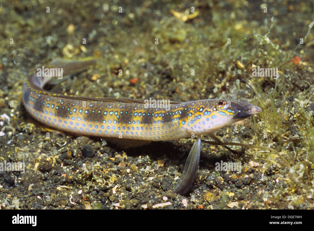Goldbar Sand Diver.(Trichonotus halstead).Lembeh Straits,Indonesia ...