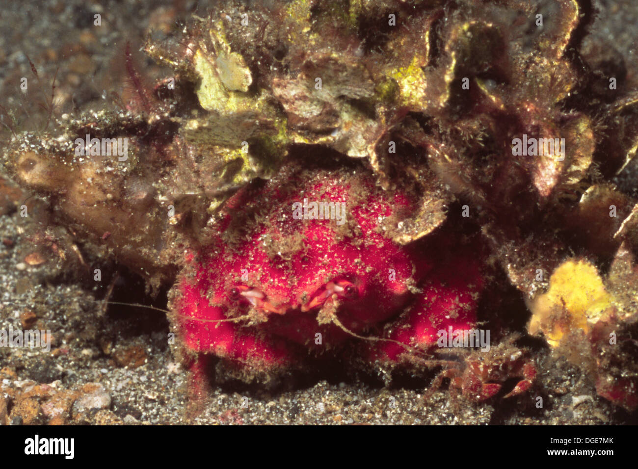 Grumpy Sponge Crab with anothe smaller oe next to it.(Mclaydromia dubia ...