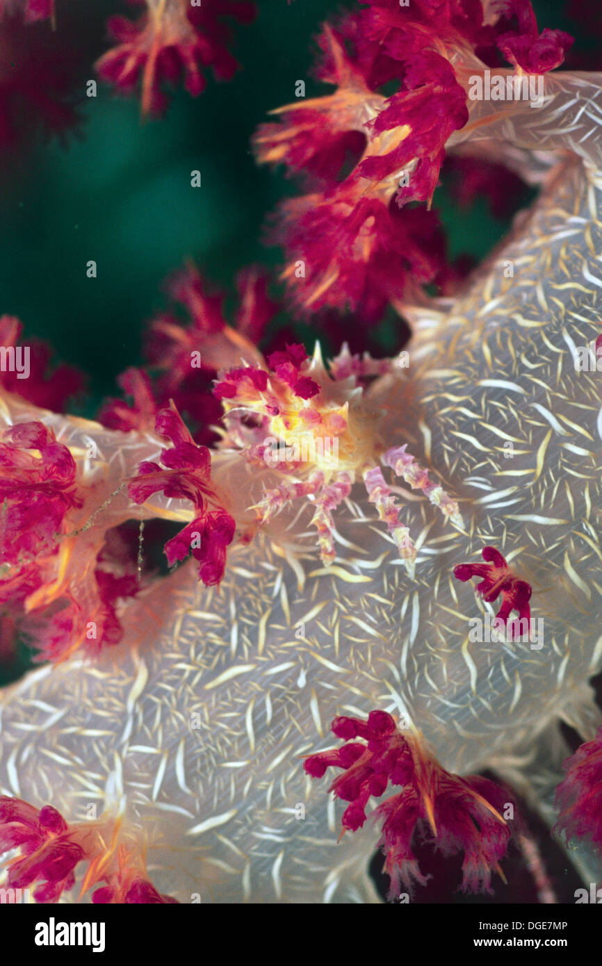 Coloration species hi-res stock photography and images - Alamy