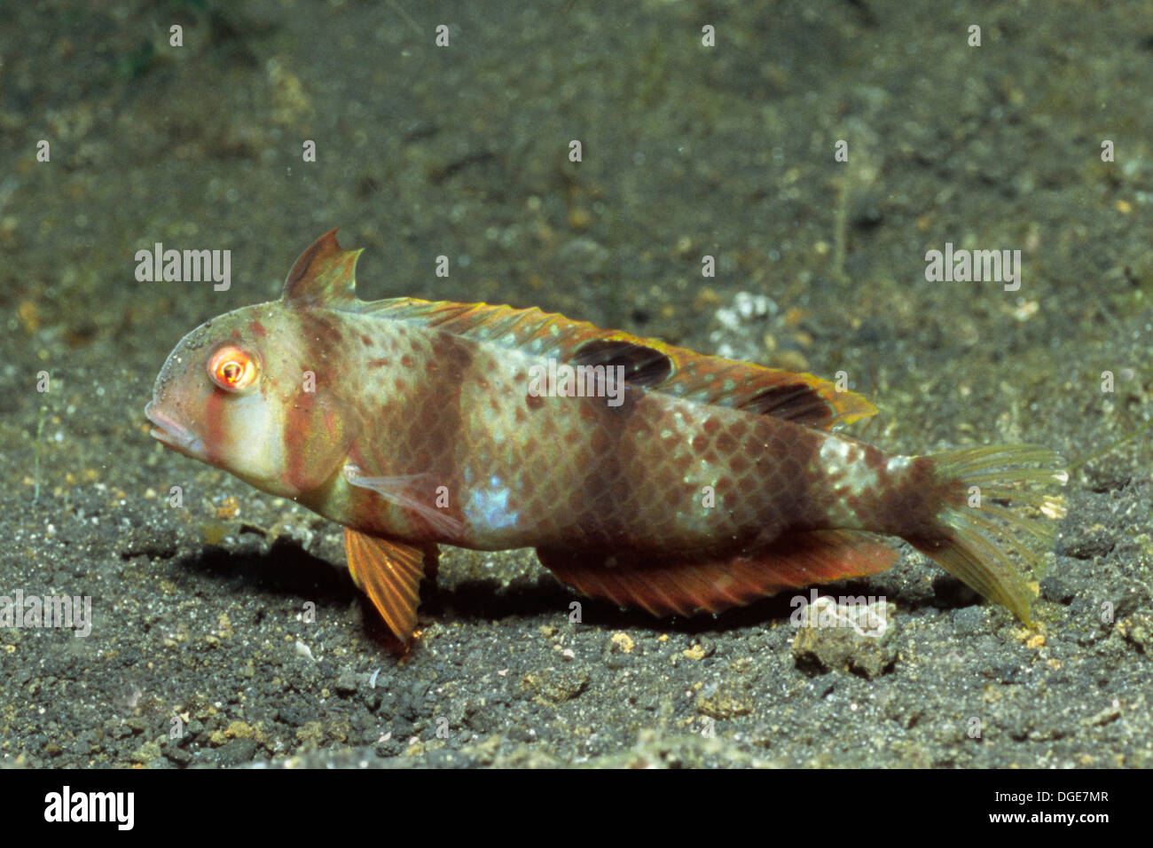 Whitepatch Razorfish in juvenile form.(Iniistius anetensis).Lembeh ...