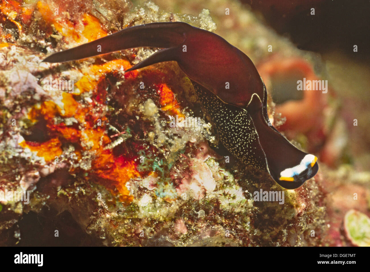 Slug species hi-res stock photography and images - Alamy