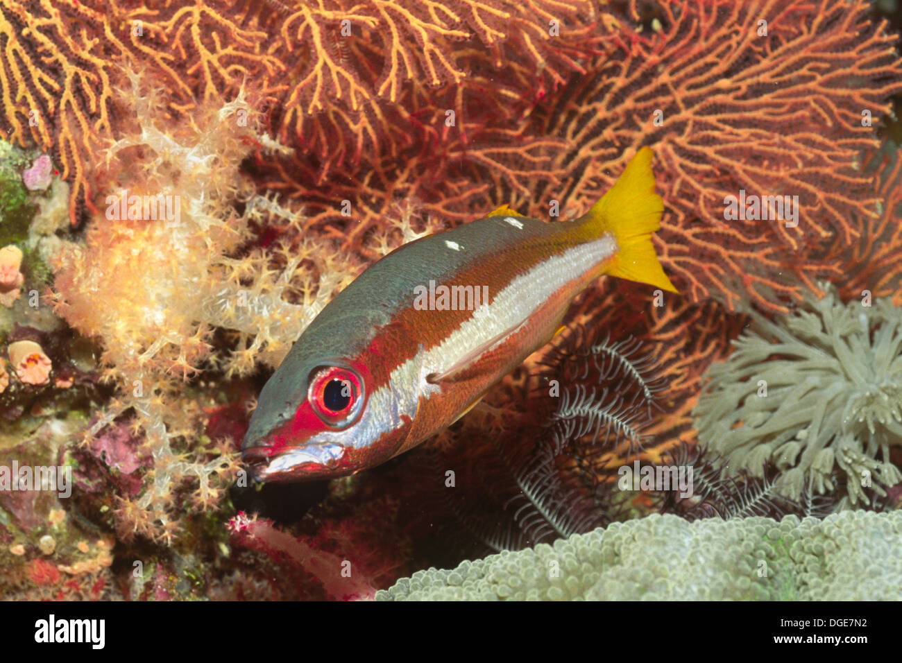 Two-Spot Snapper.(Lutjanus biguttatus).Solomon Islands Stock Photo - Alamy