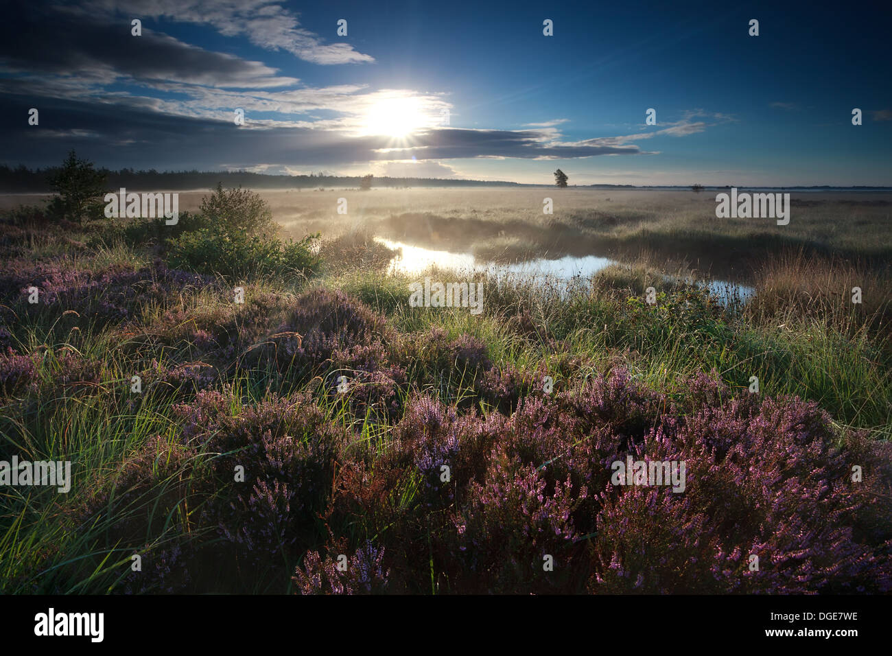 morning sunshine over blooming heather flowers on swamp Stock Photo - Alamy
