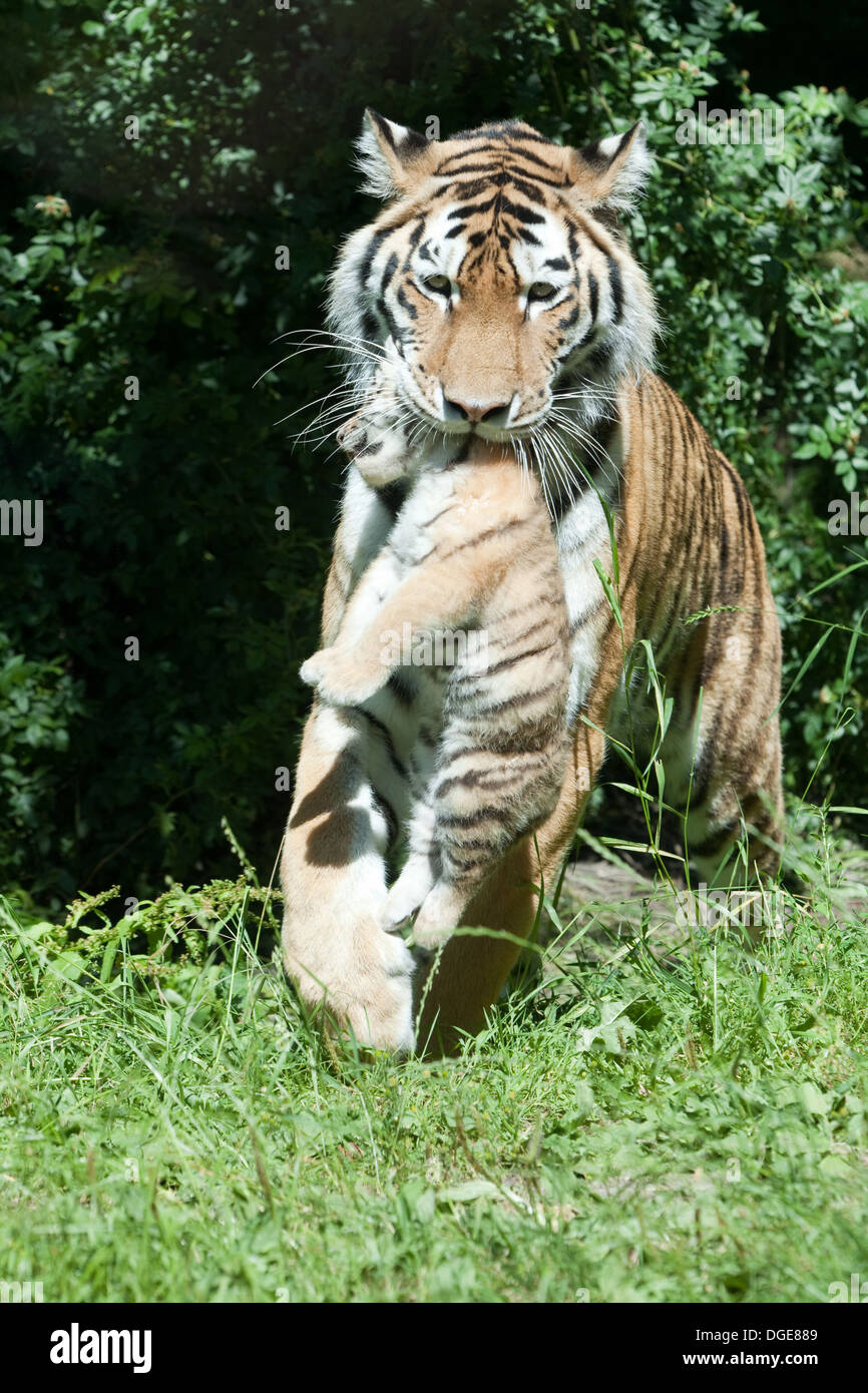 Siberian tiger cubs hi-res stock photography and images - Alamy