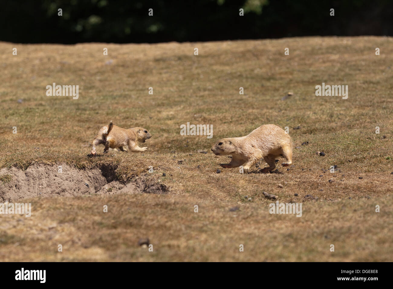 Prairie marmots hi-res stock photography and images - Alamy