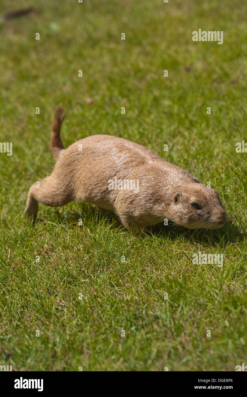 Praire dog america hi-res stock photography and images - Alamy