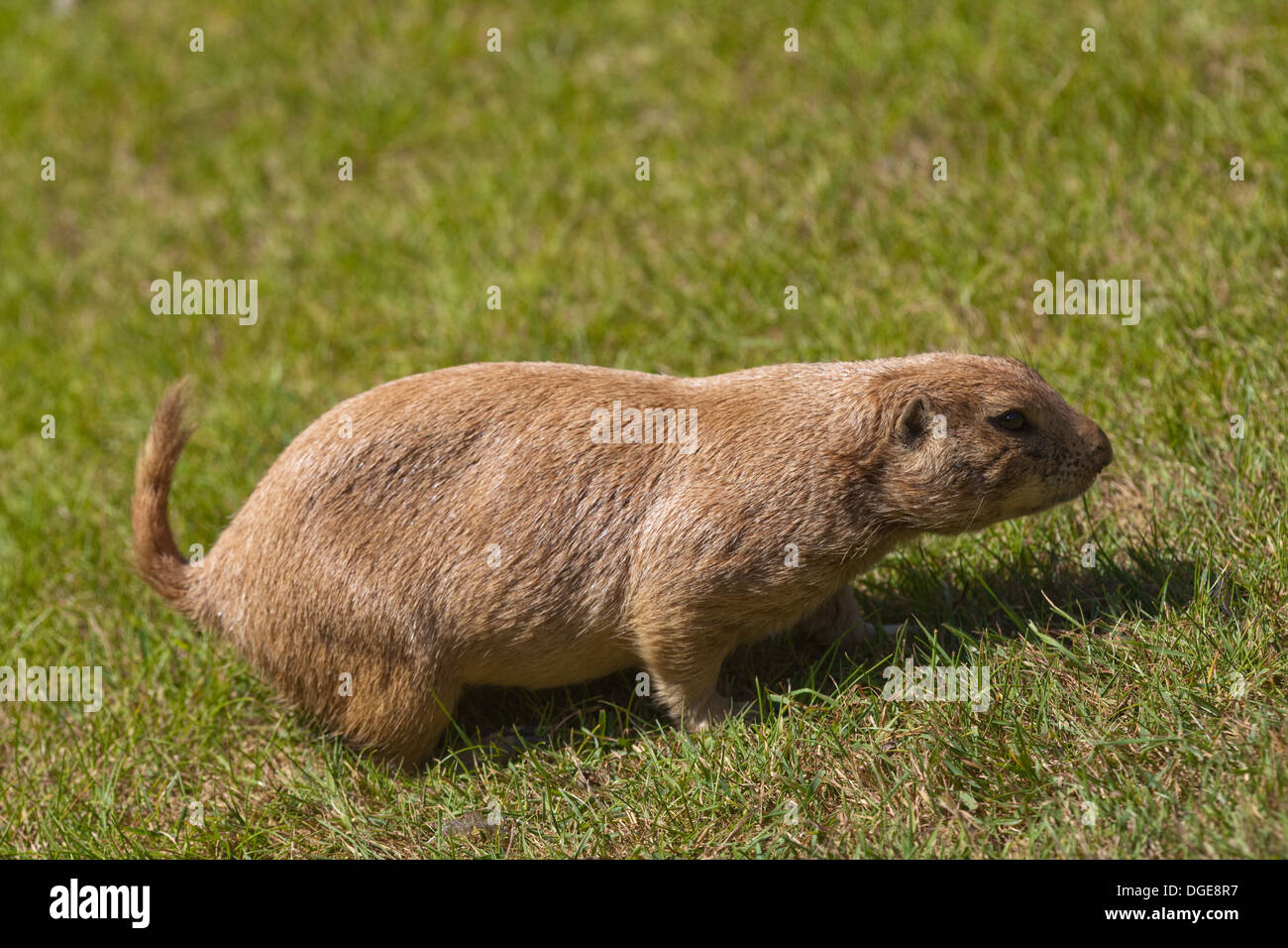 Black tailed prairie dog marmots hi-res stock photography and images ...