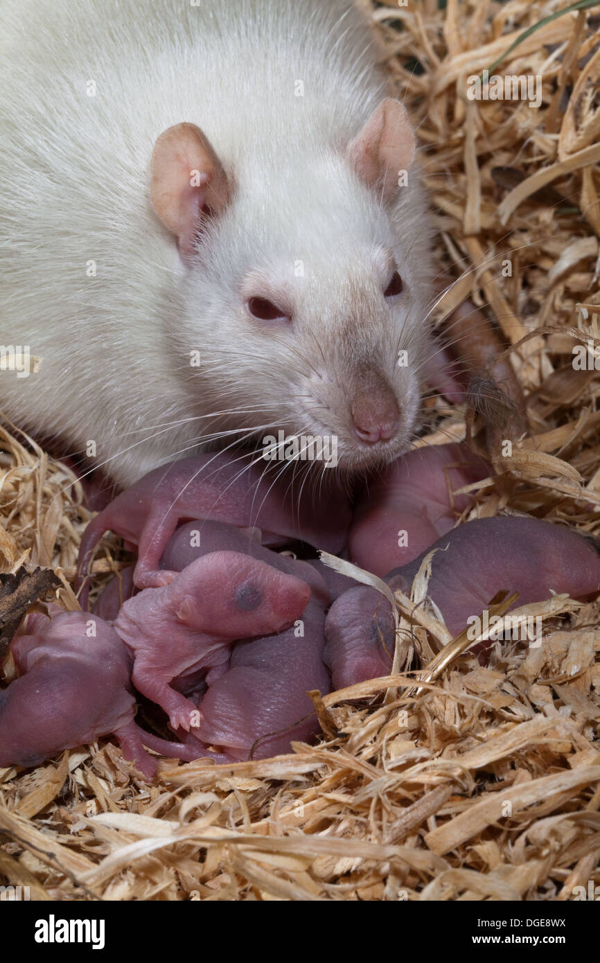Neonates hi-res stock photography and images - Alamy