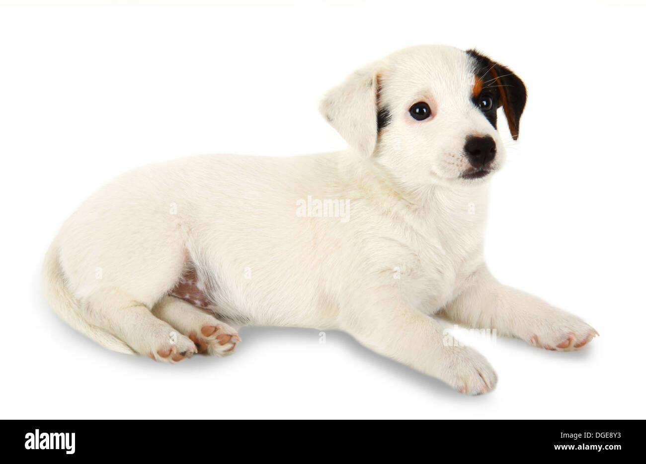 Russell jack Cut Out Stock Images & Pictures - Alamy